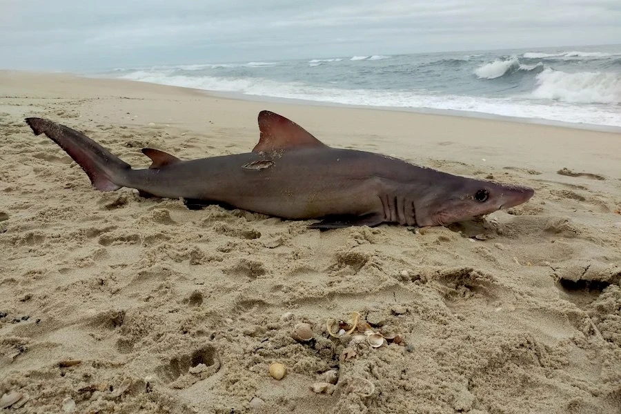 Tubarão de cerca de 2 metros dá à Costa em Ilhavo